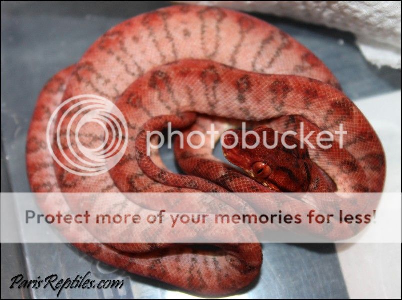 Calico Amazon tree boas | Reptile Forums