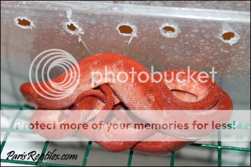 Calico Amazon tree boas | Reptile Forums