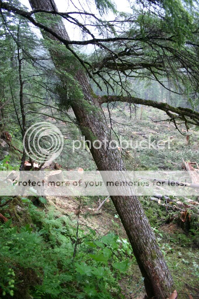 Falling pics 11/25/09 | Page 4 | Arborist, Chainsaw & Tree Work Forum