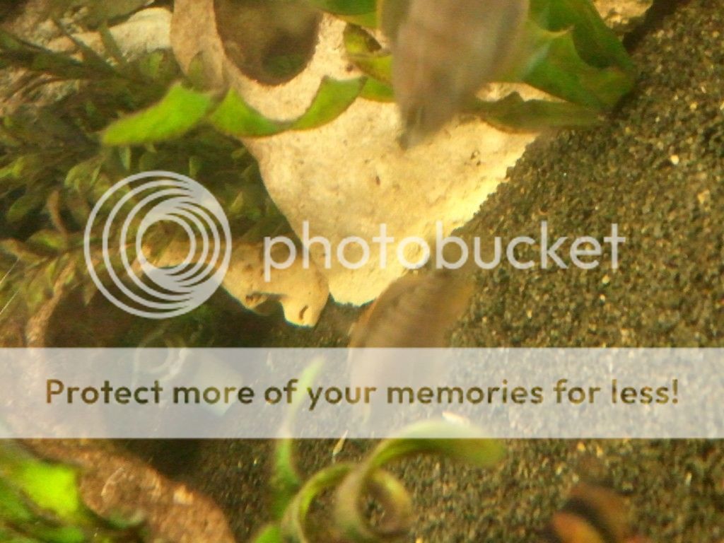 PSA: an easy way to end never-ending pleco poop : r/Aquariums