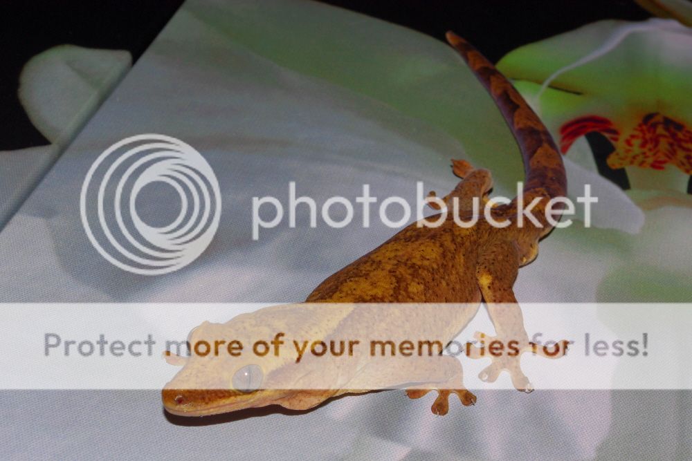 NE England - Correlophus sarasinorum | Reptile Forums